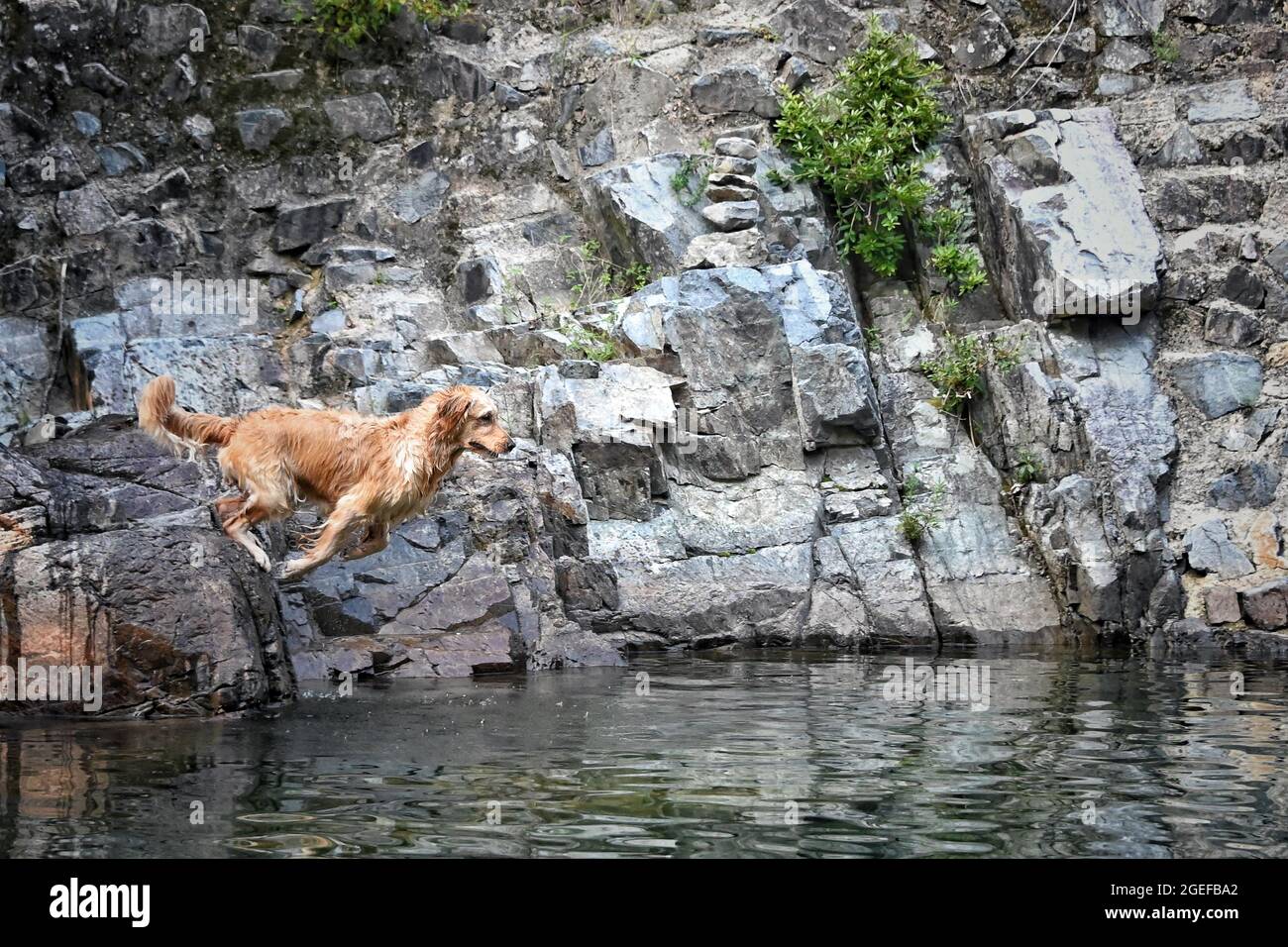 Close of of a wet cute retriever dog jumping into the reflecting water ...