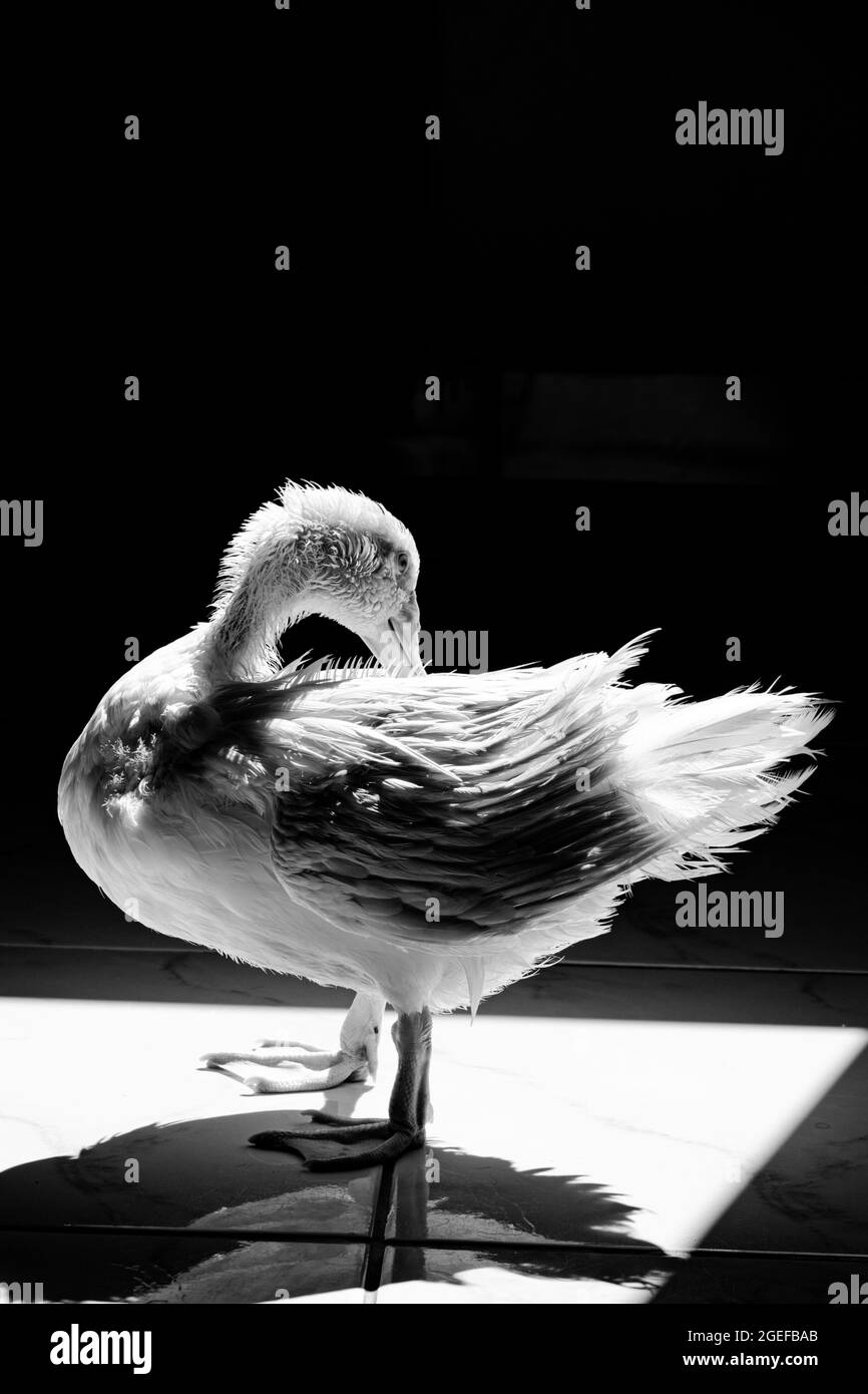 White duck standing close to the camera, domesticated wild animal, with ...