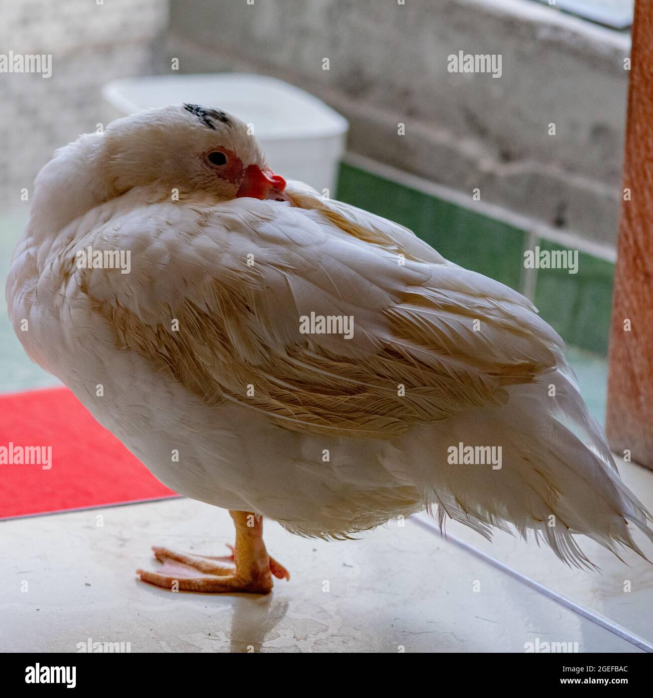 White duck standing close to the camera, domesticated wild animal, with ...