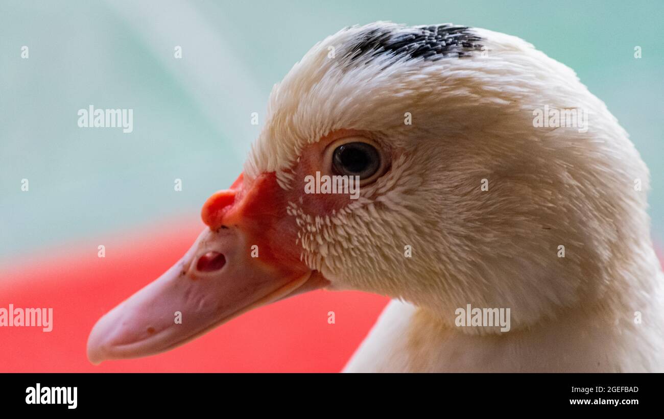 White duck standing close to the camera, domesticated wild animal, with ...