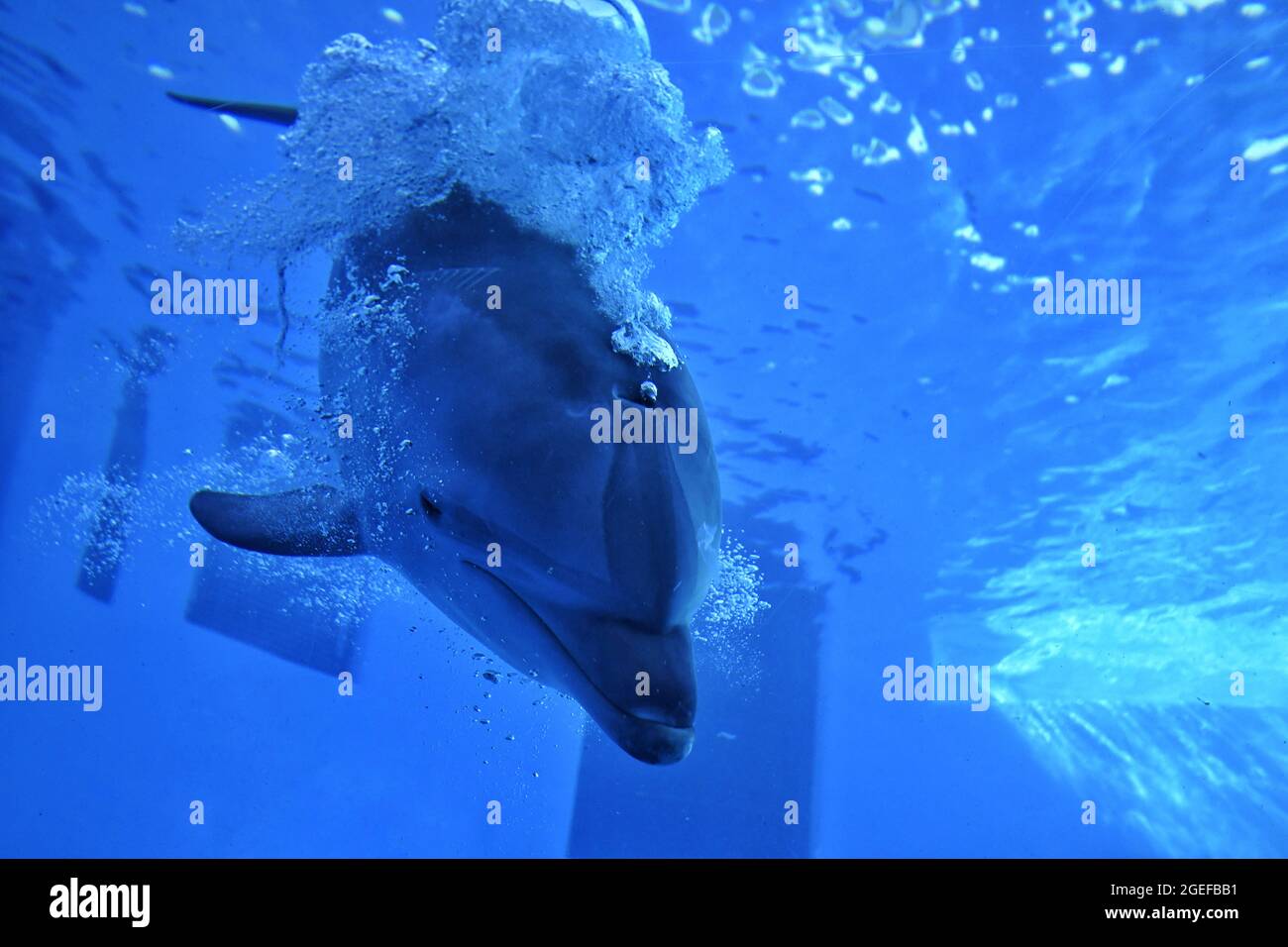 Dolphin hand swimming behind glass in an aquarium in Japan Stock Photo ...