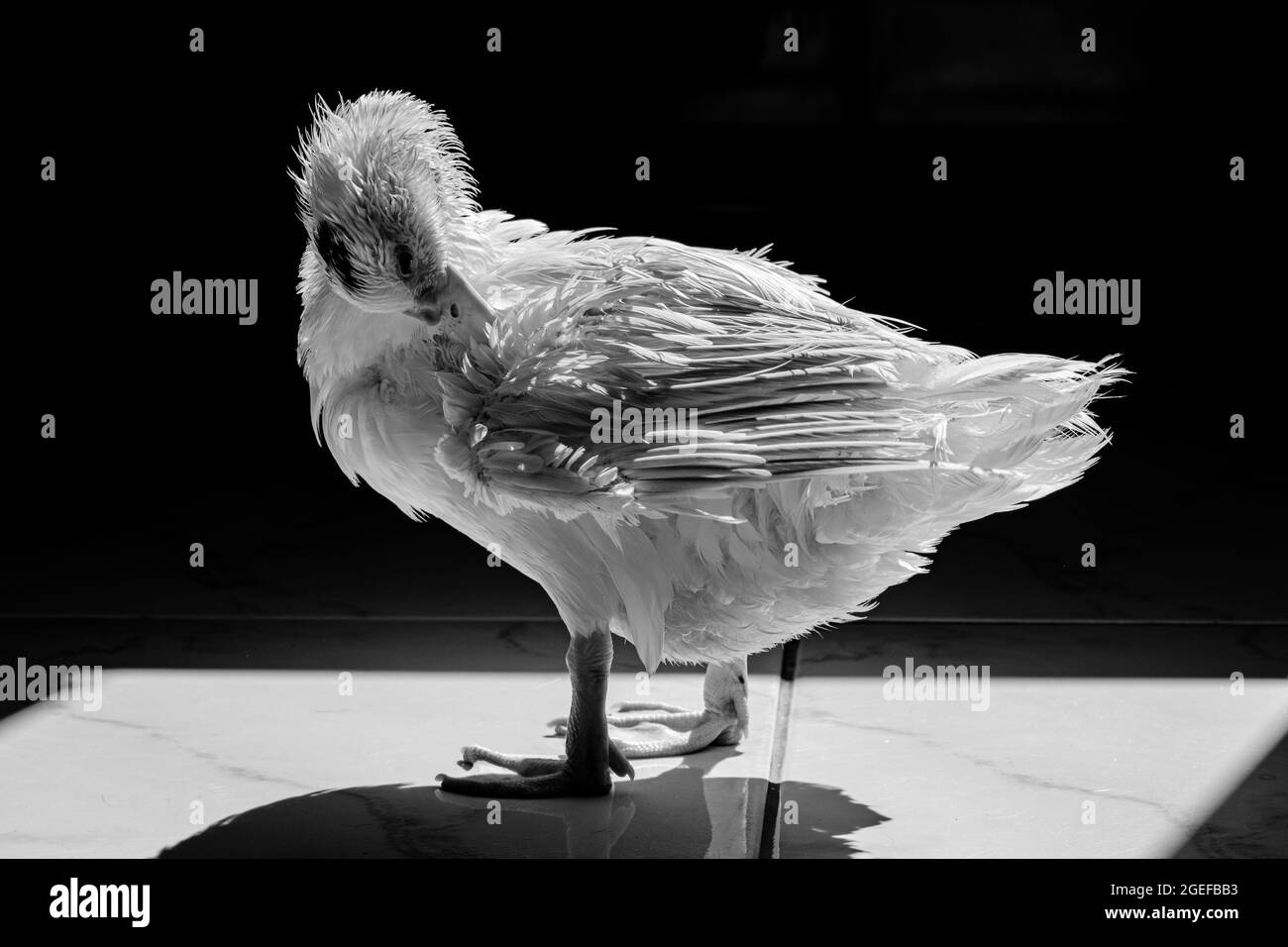 White duck standing close to the camera, domesticated wild animal, with ...