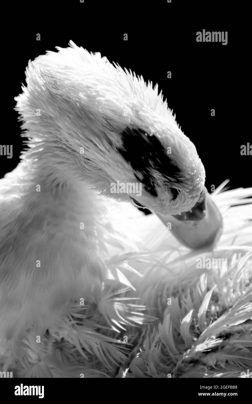 White duck standing close to the camera, domesticated wild animal, with ...
