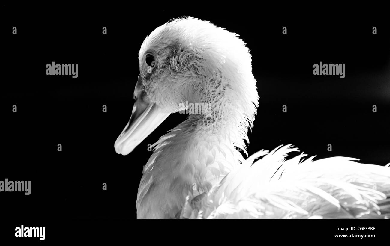 White duck standing close to the camera, domesticated wild animal, with ...