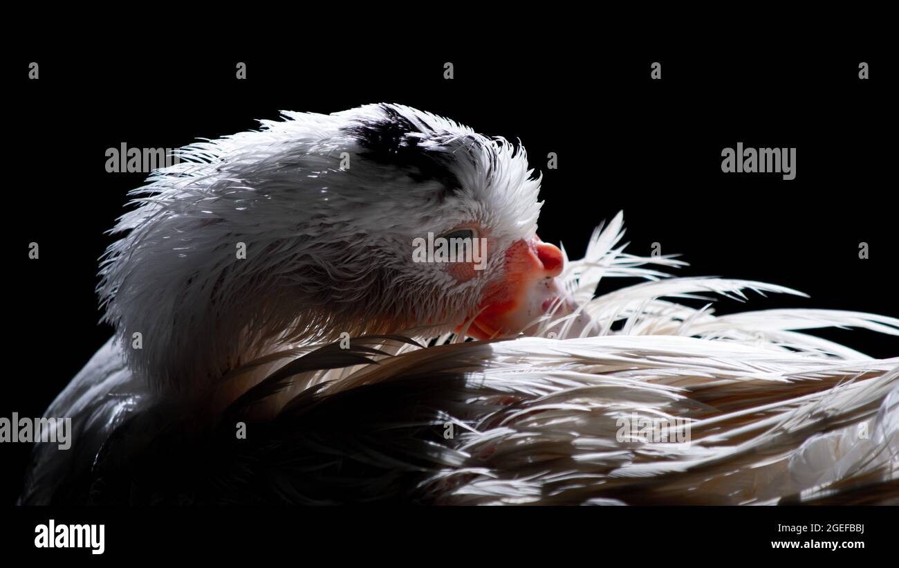 White duck standing close to the camera, domesticated wild animal, with ...