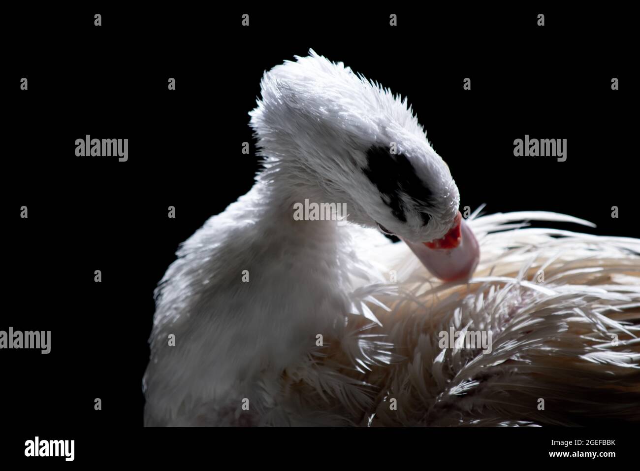 White duck standing close to the camera, domesticated wild animal, with ...