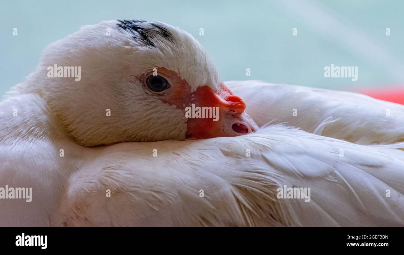 White duck standing close to the camera, domesticated wild animal, with ...