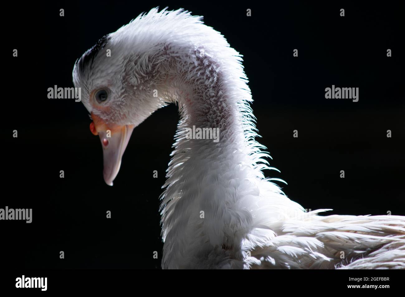 White duck standing close to the camera, domesticated wild animal, with ...