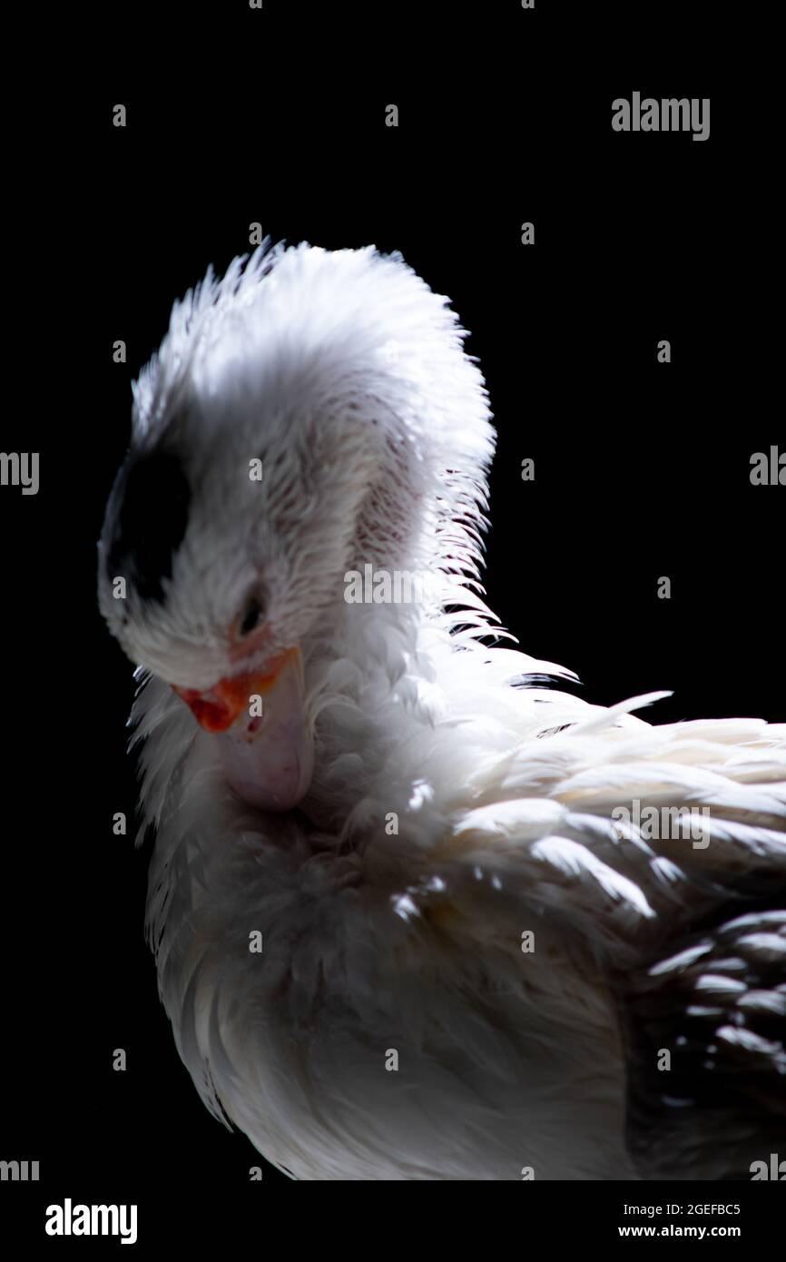 White duck standing close to the camera, domesticated wild animal, with ...