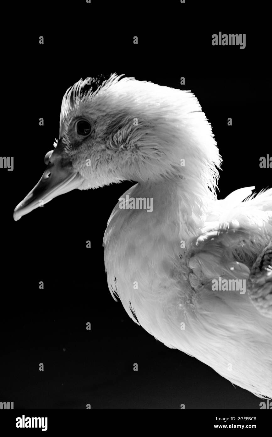White duck standing close to the camera, domesticated wild animal, with ...