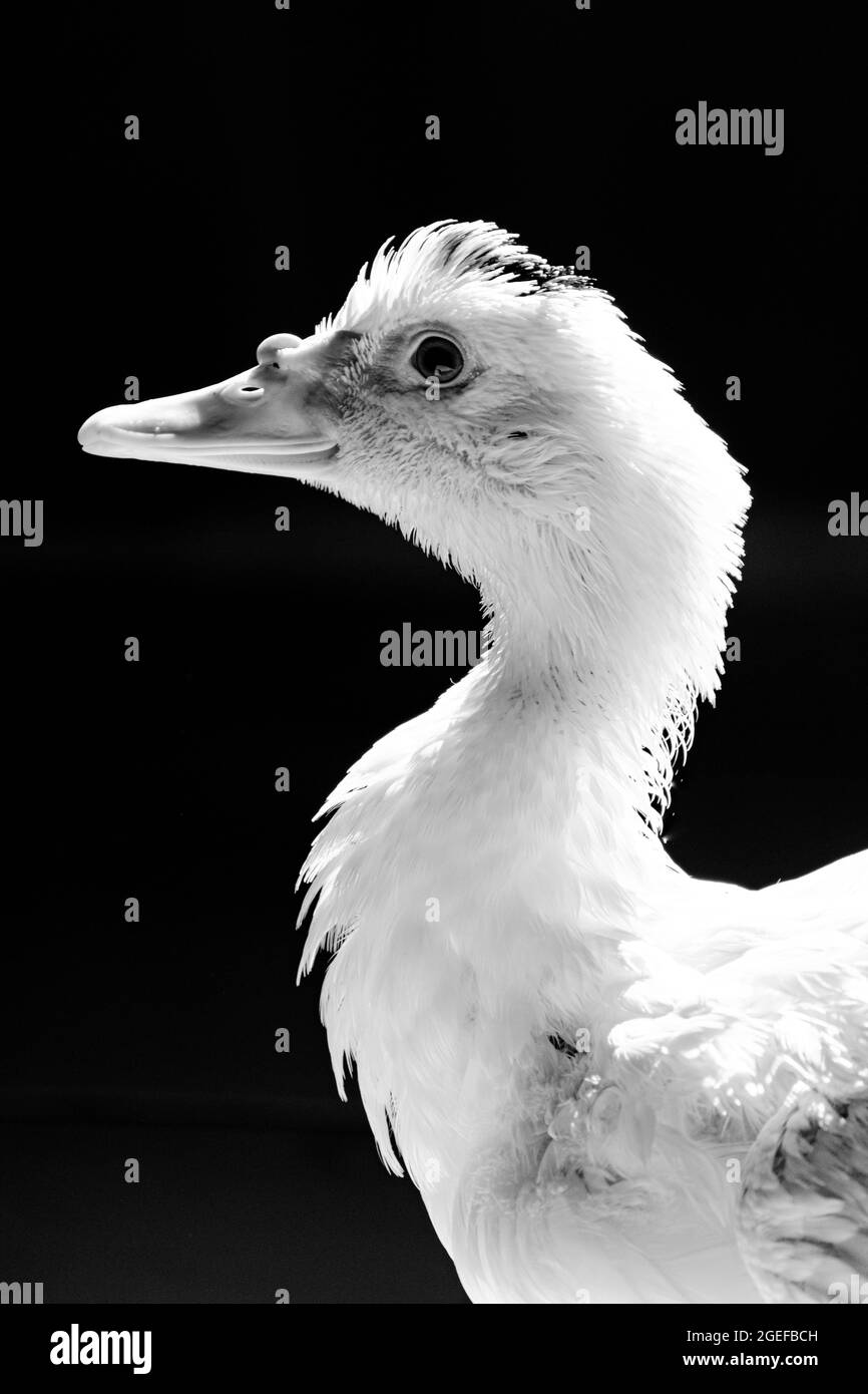 White duck standing close to the camera, domesticated wild animal, with ...