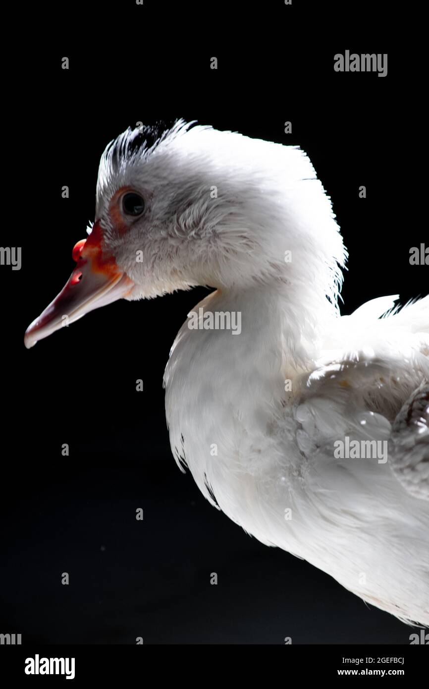White duck standing close to the camera, domesticated wild animal, with ...