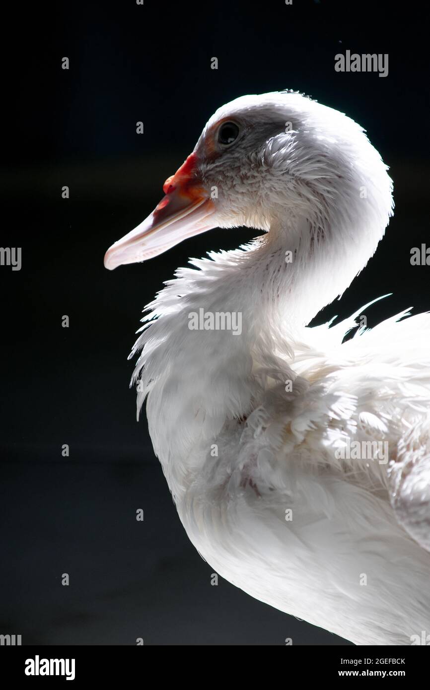 White duck standing close to the camera, domesticated wild animal, with ...