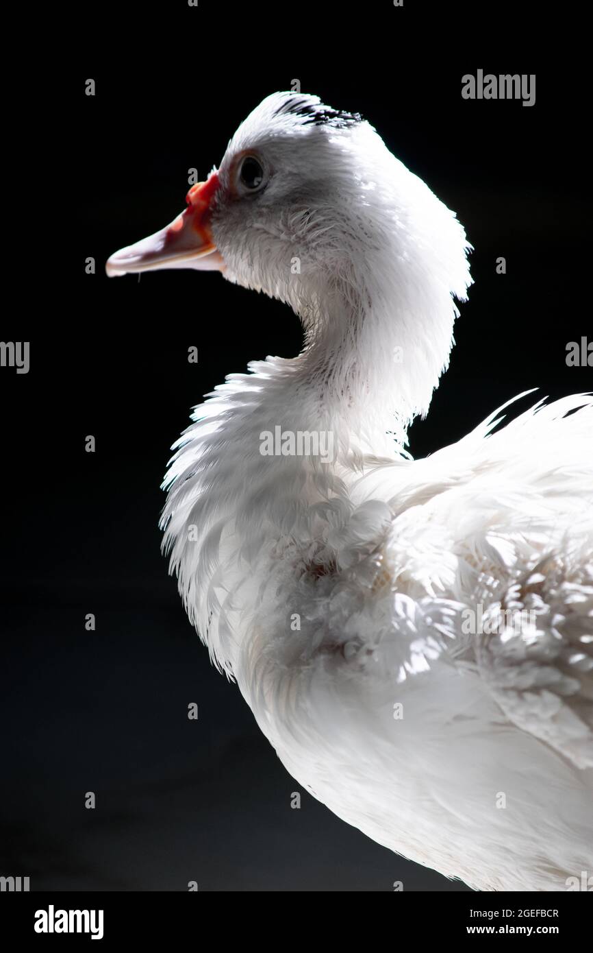 White duck standing close to the camera, domesticated wild animal, with ...