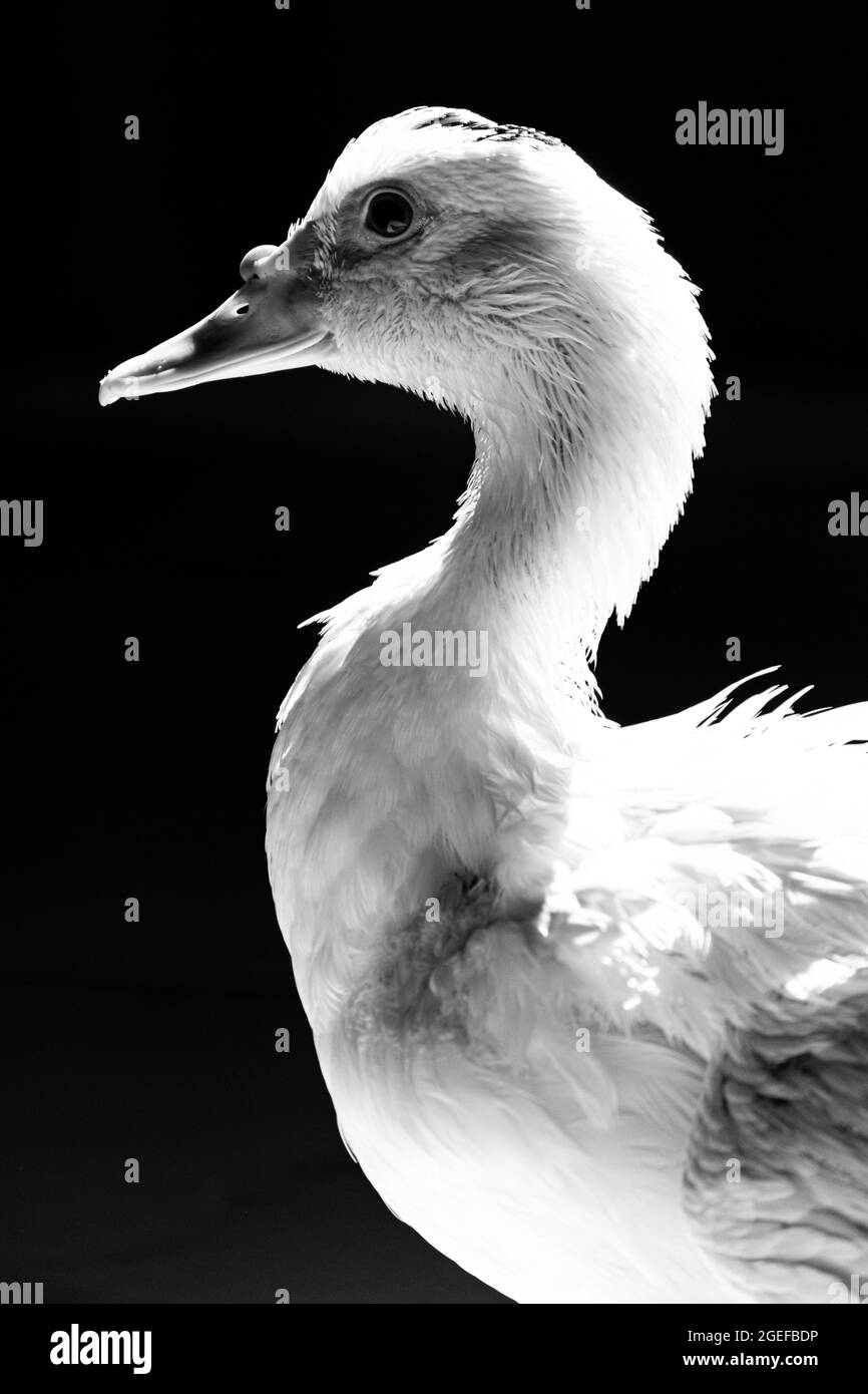 White duck standing close to the camera, domesticated wild animal, with ...
