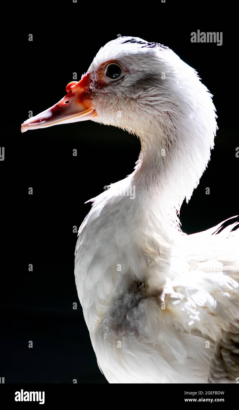 White duck standing close to the camera, domesticated wild animal, with ...