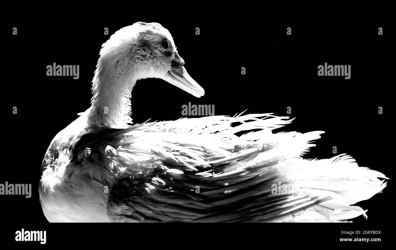 White duck standing close to the camera, domesticated wild animal, with ...