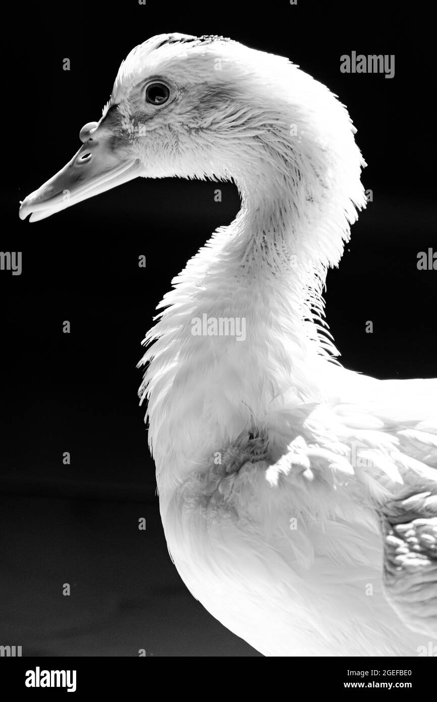 White duck standing close to the camera, domesticated wild animal, with ...