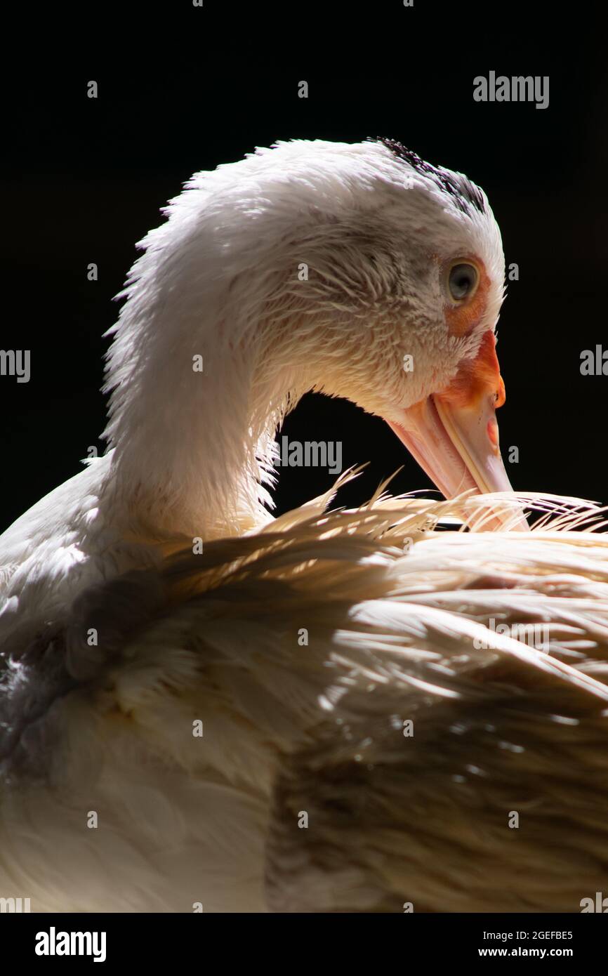 White duck standing close to the camera, domesticated wild animal, with ...