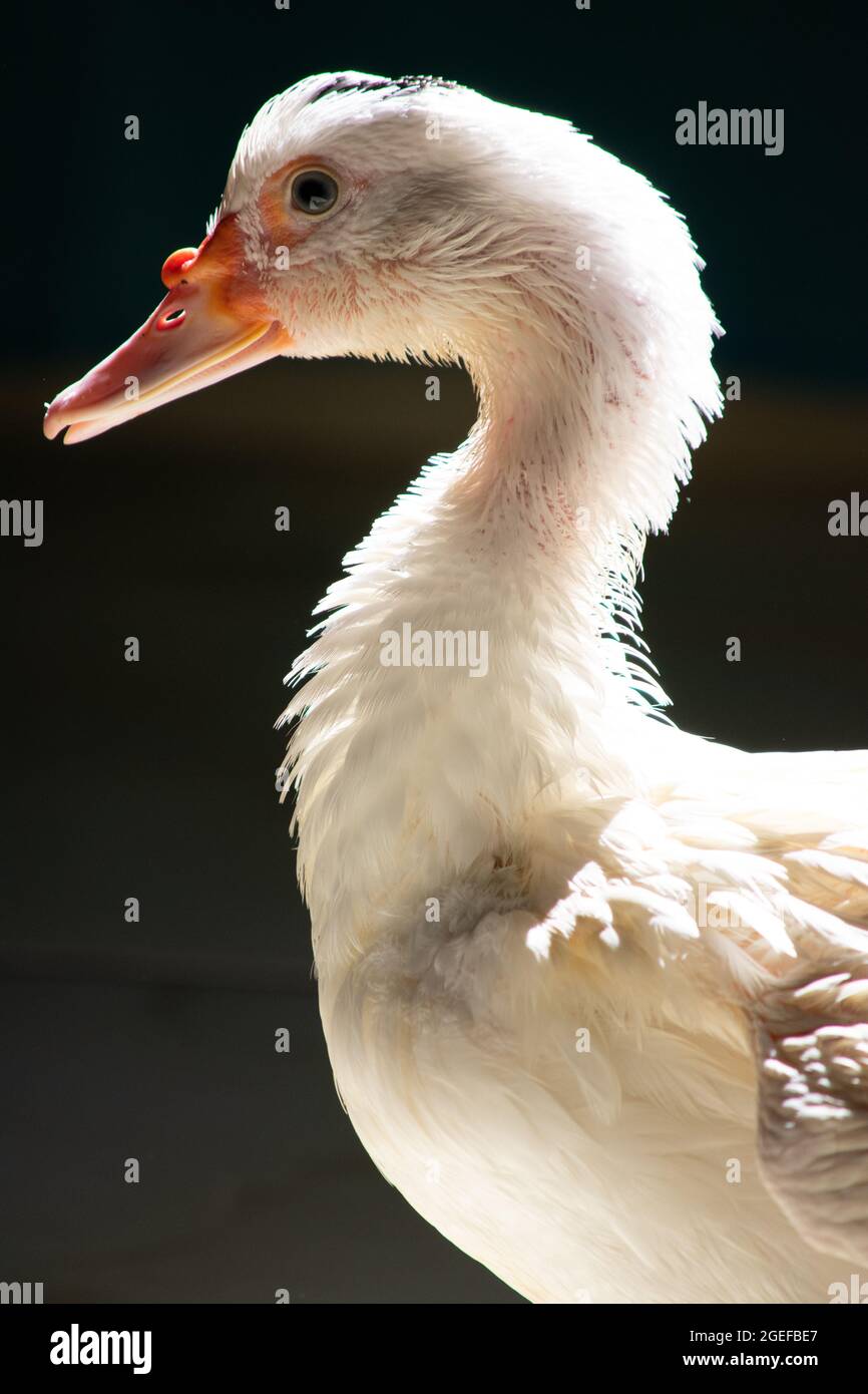 White duck standing close to the camera, domesticated wild animal, with ...