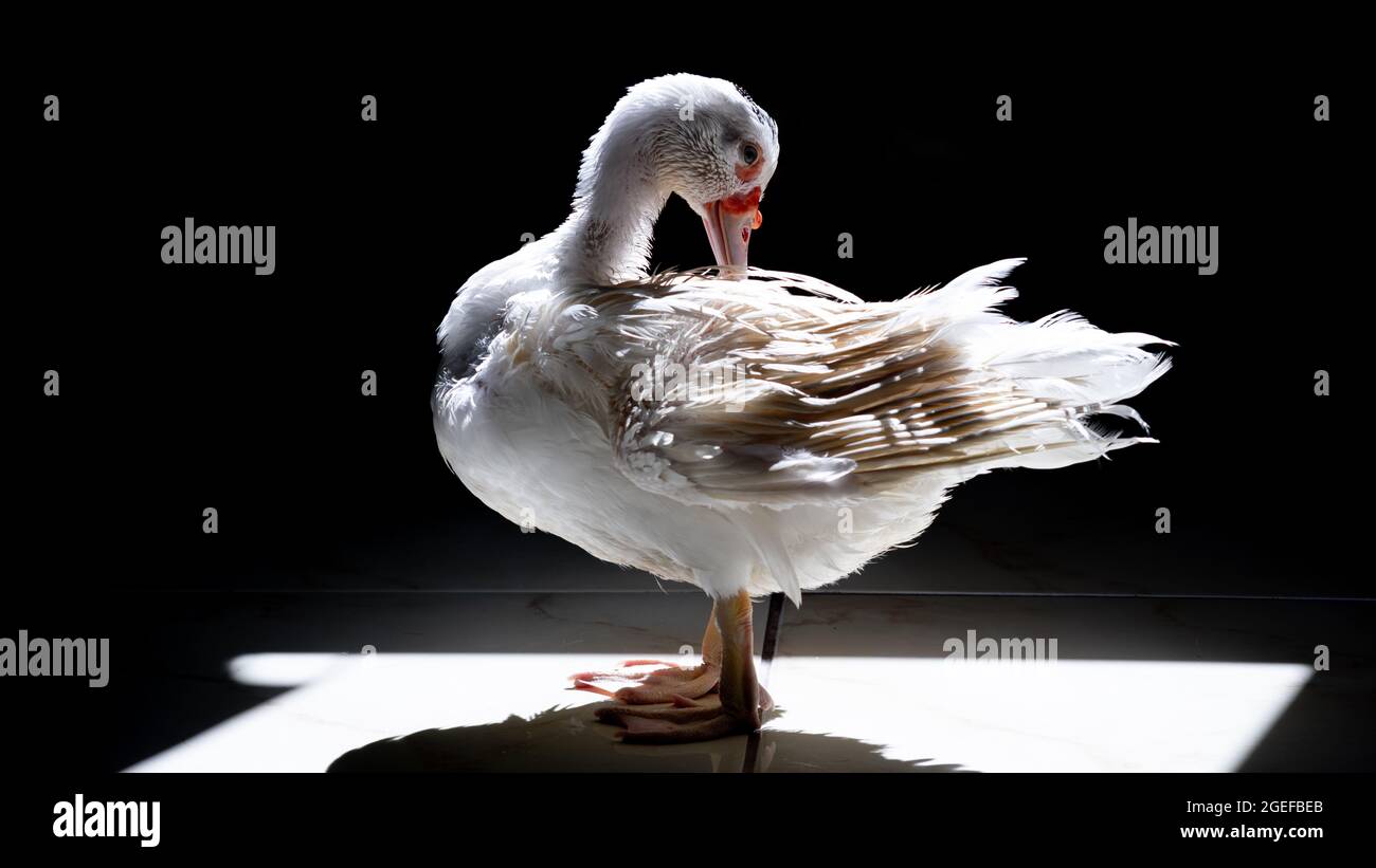 White duck standing close to the camera, domesticated wild animal, with ...