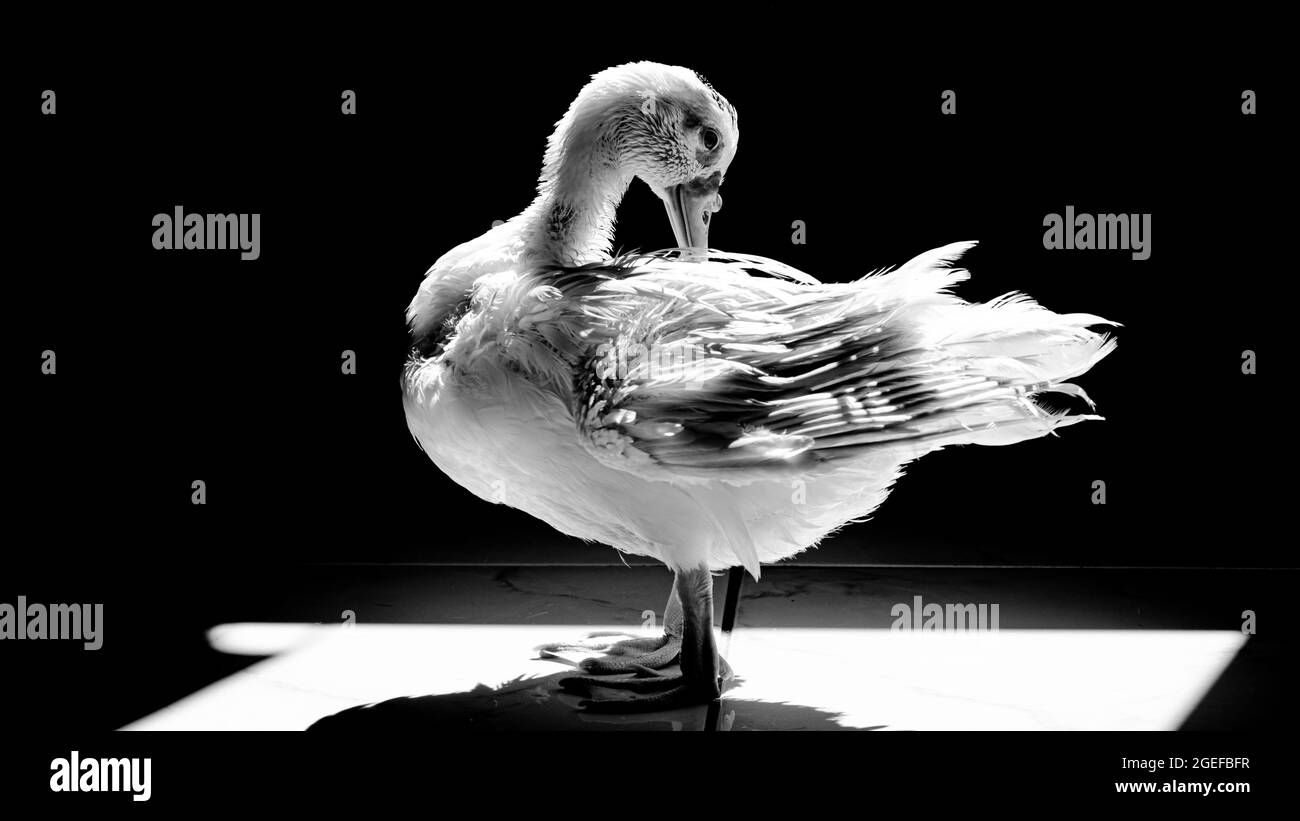 White duck standing close to the camera, domesticated wild animal, with ...
