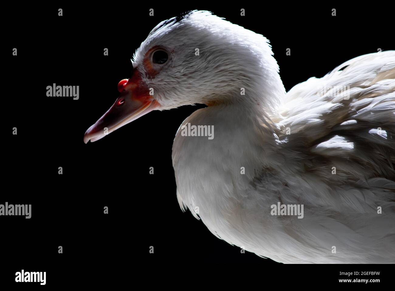 White duck standing close to the camera, domesticated wild animal, with ...