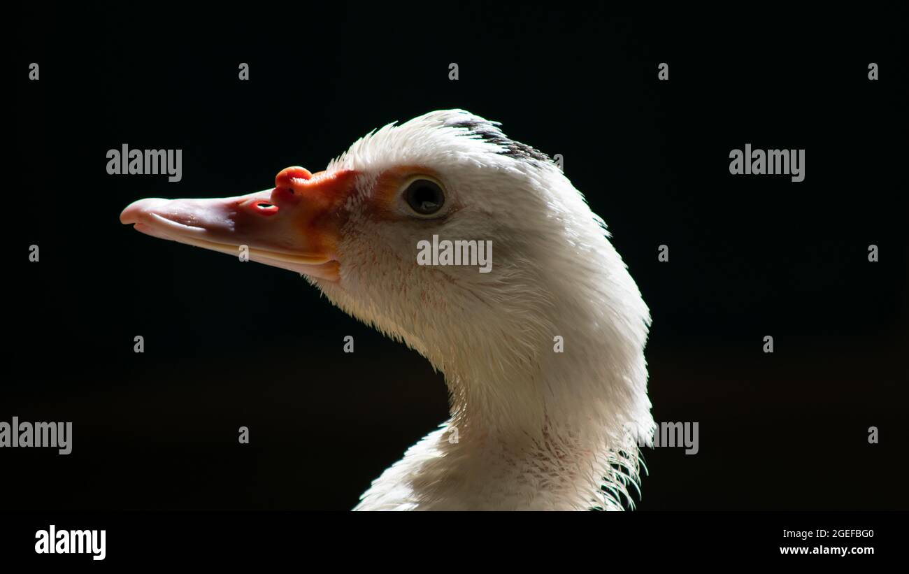 White duck standing close to the camera, domesticated wild animal, with ...