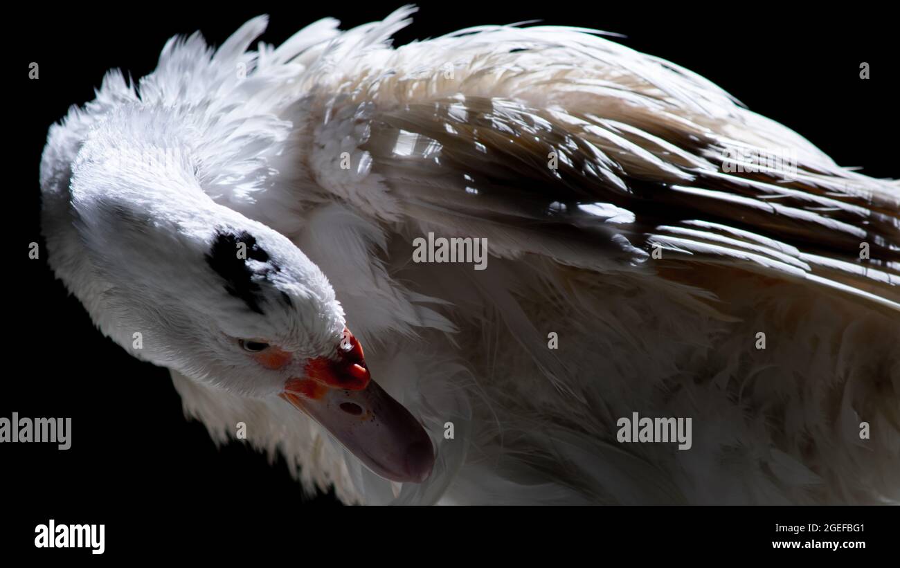White duck standing close to the camera, domesticated wild animal, with ...