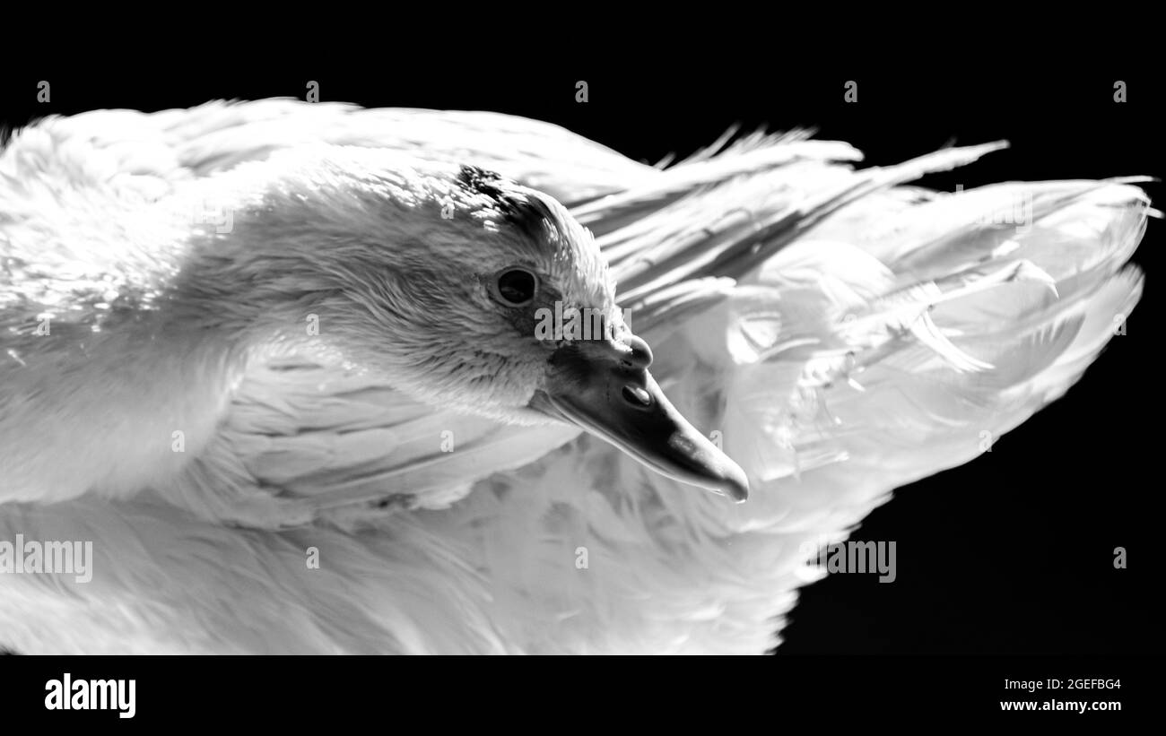 White duck standing close to the camera, domesticated wild animal, with ...