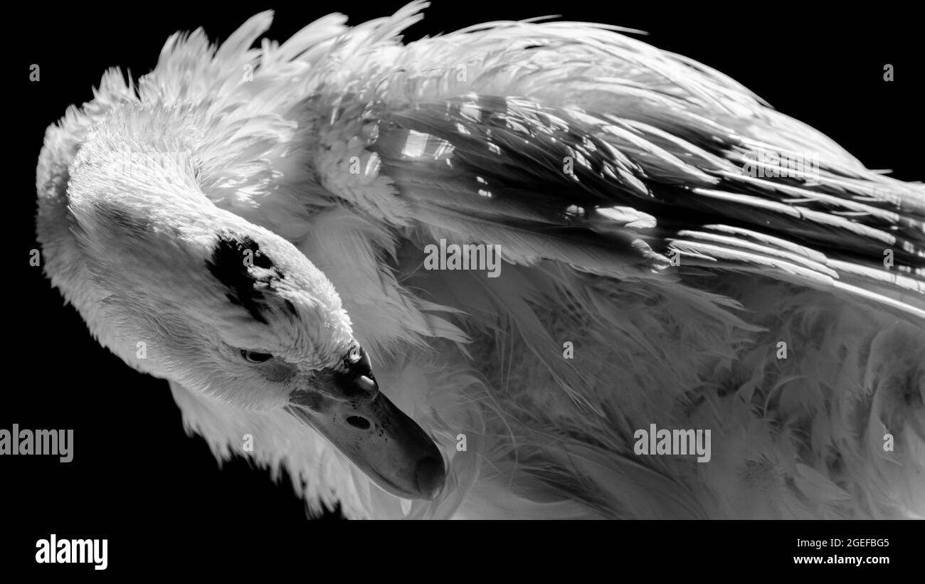 White duck standing close to the camera, domesticated wild animal, with ...