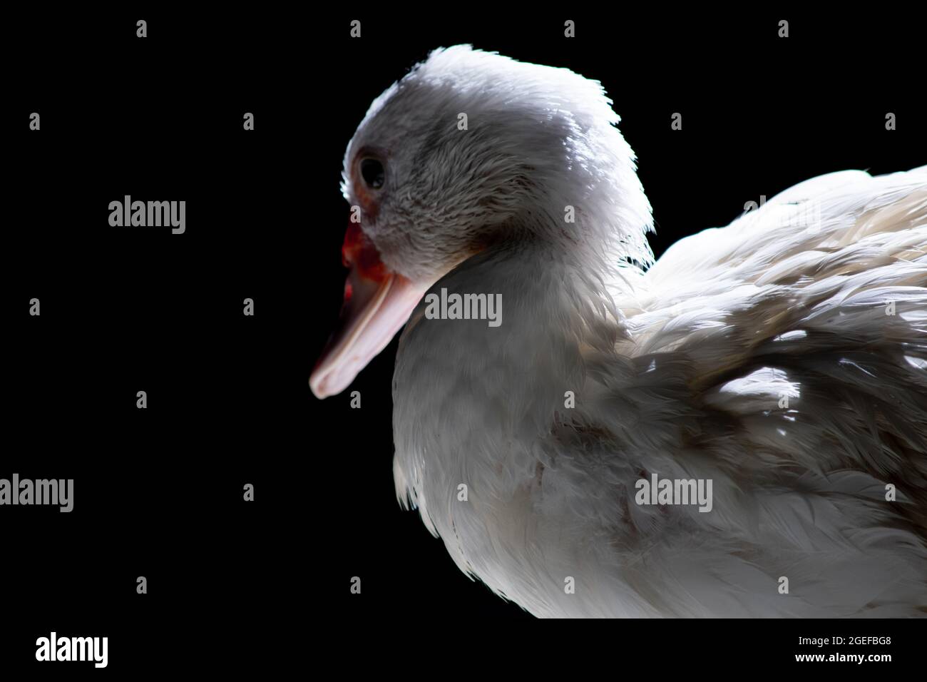 White duck standing close to the camera, domesticated wild animal, with ...