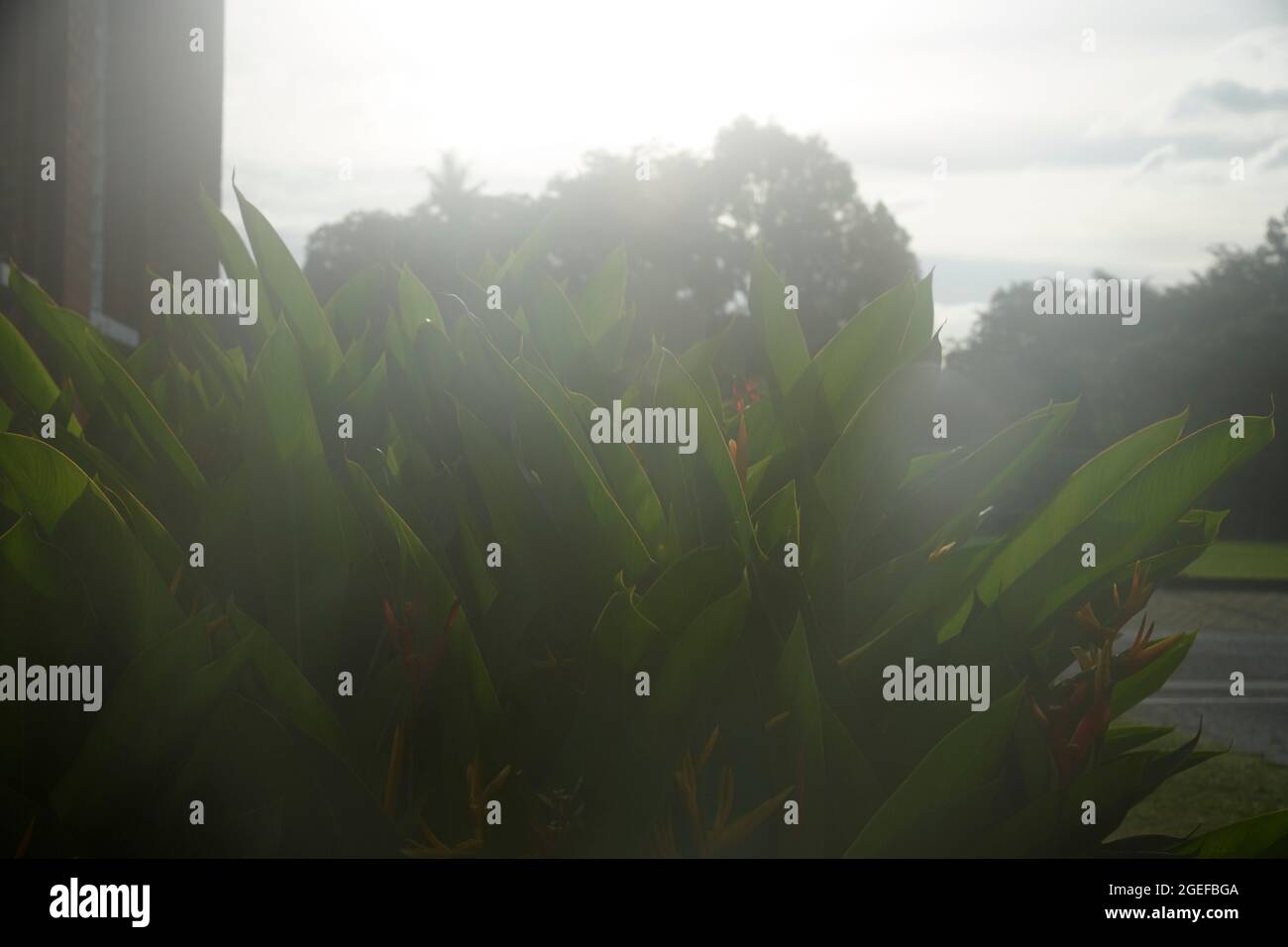 Close up of healthy growing tropical plants in early evening sunlight ...