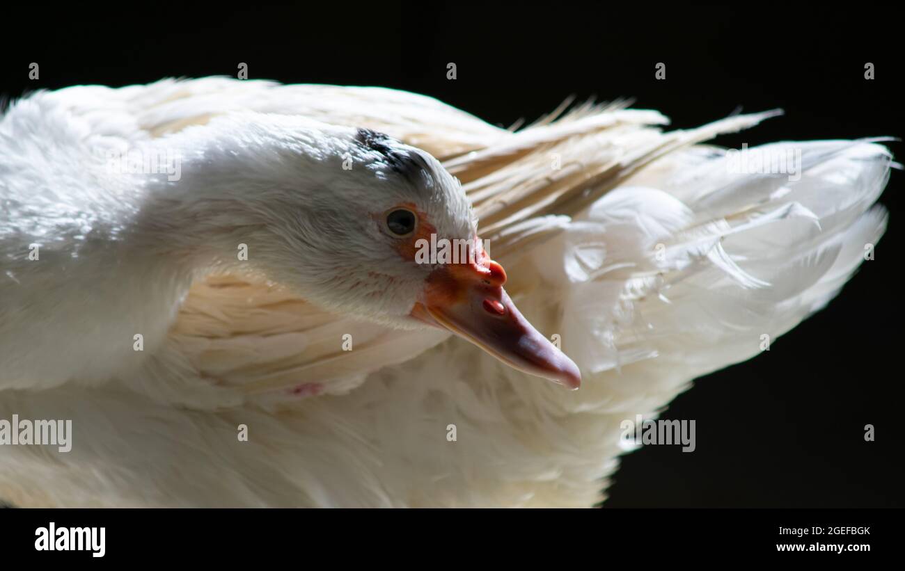 White duck standing close to the camera, domesticated wild animal, with ...