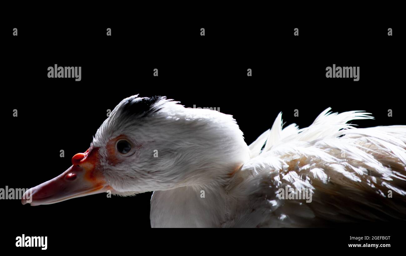 White duck standing close to the camera, domesticated wild animal, with ...