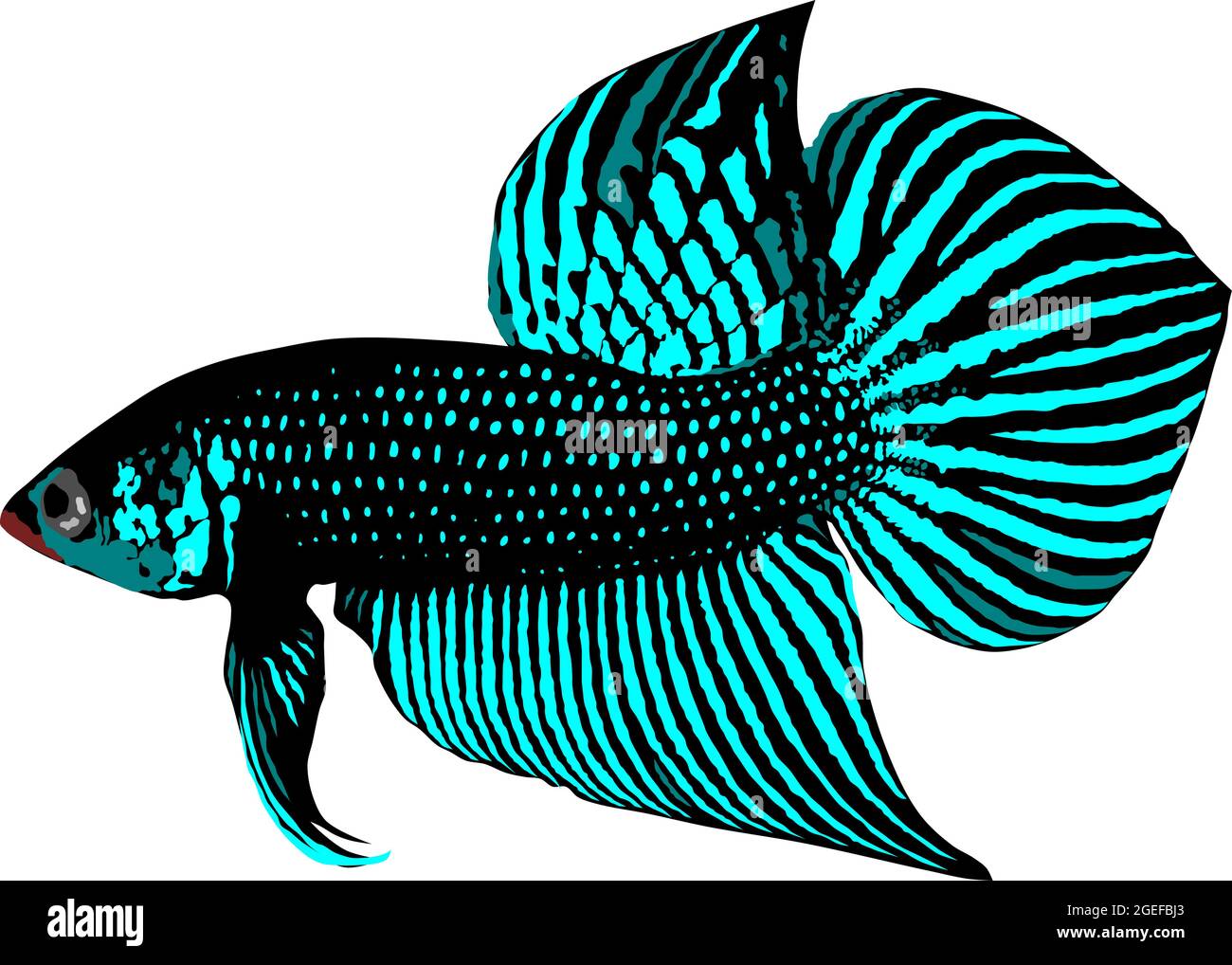 vector of wild betta fighting fish Stock Vector Image & Art - Alamy