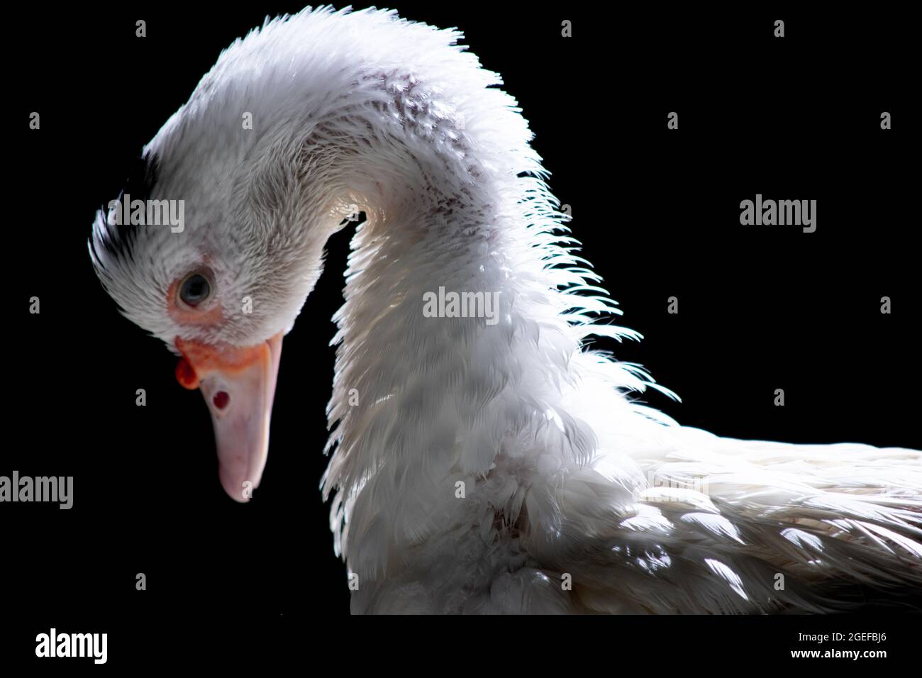 White duck standing close to the camera, domesticated wild animal, with ...