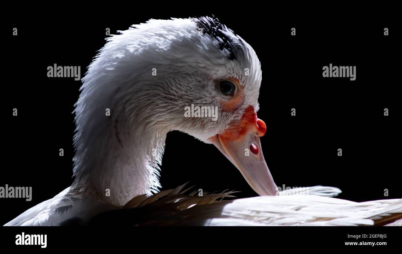 White duck standing close to the camera, domesticated wild animal, with ...