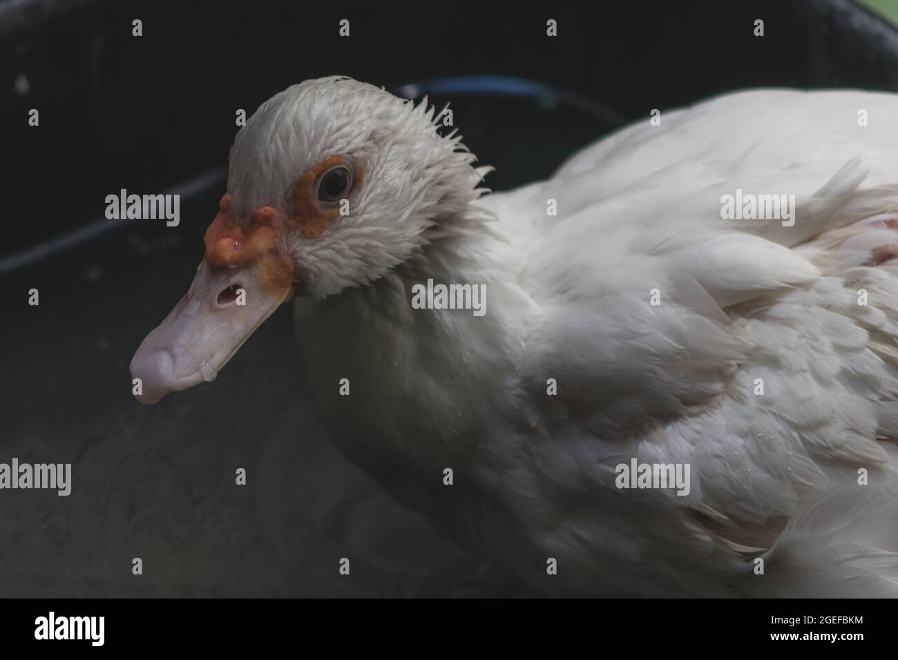 White duck standing close to the camera, domesticated wild animal, with ...