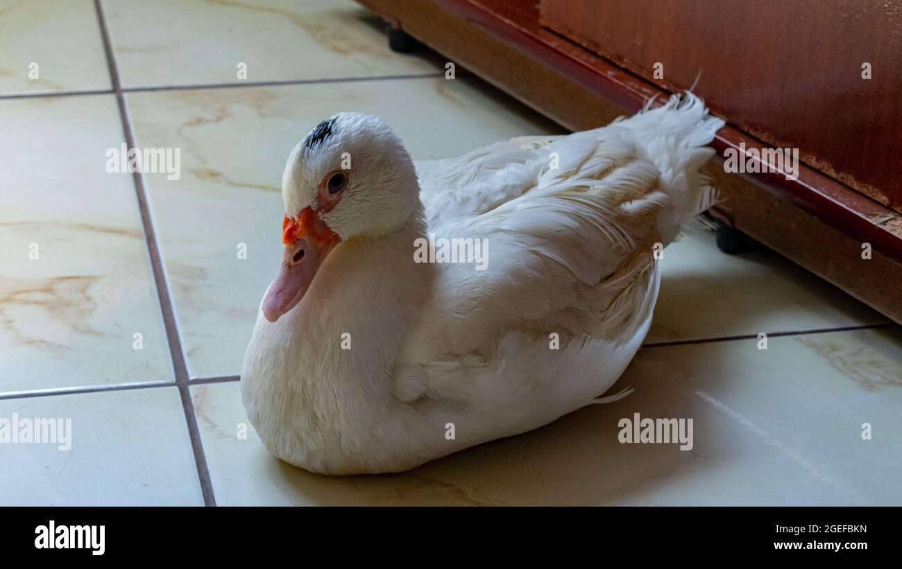 White duck standing close to the camera, domesticated wild animal, with ...