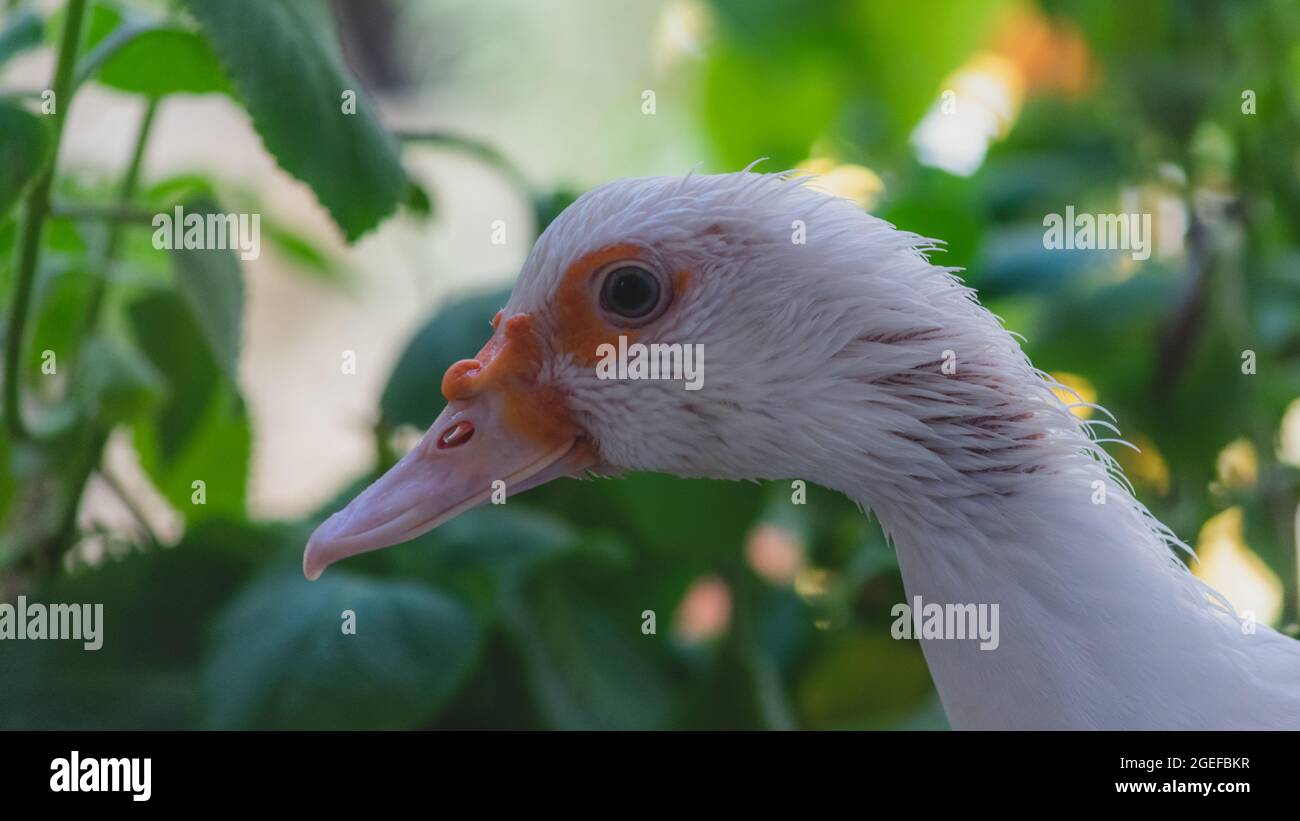 White duck standing close to the camera, domesticated wild animal, with ...