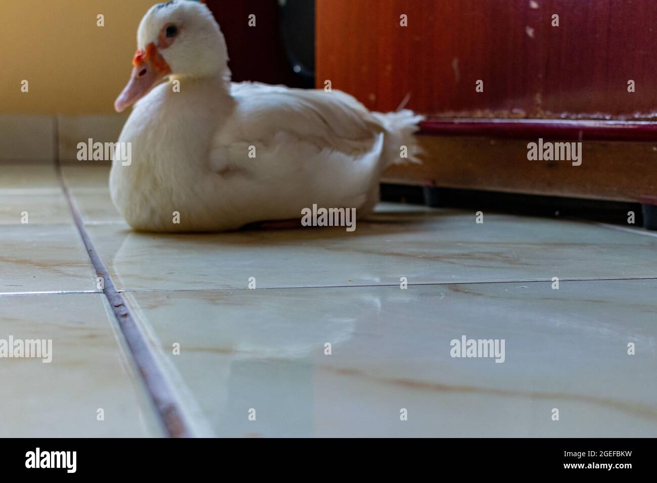 White duck standing close to the camera, domesticated wild animal, with ...