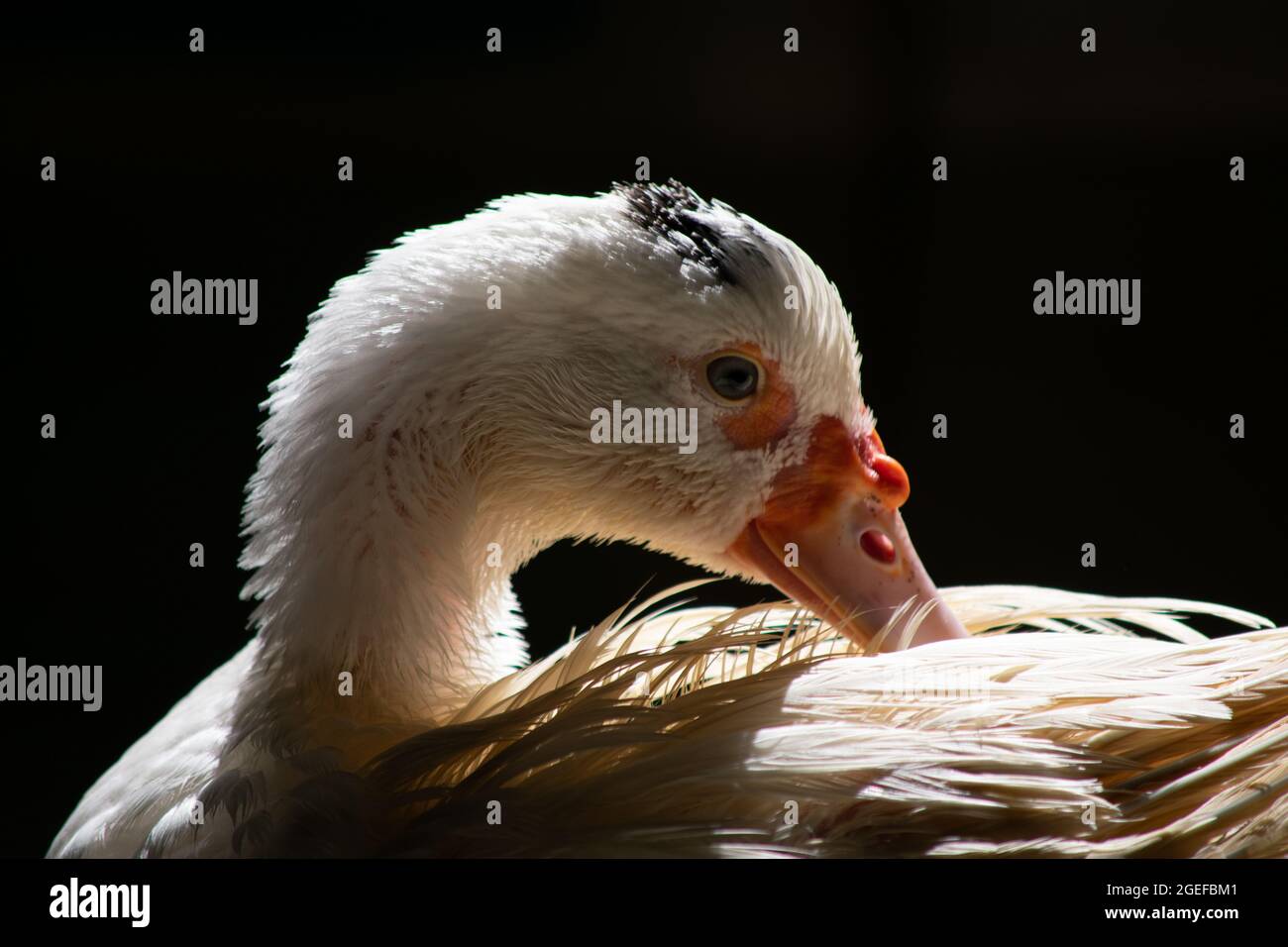 White duck standing close to the camera, domesticated wild animal, with ...