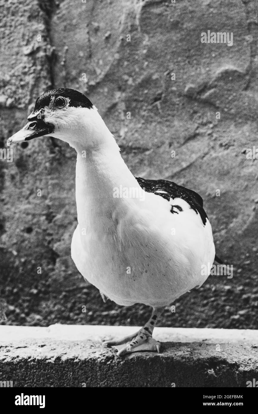 White duck standing close to the camera, domesticated wild animal, with ...