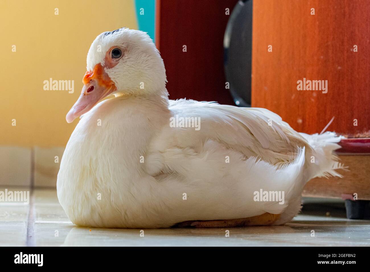 White duck standing close to the camera, domesticated wild animal, with ...