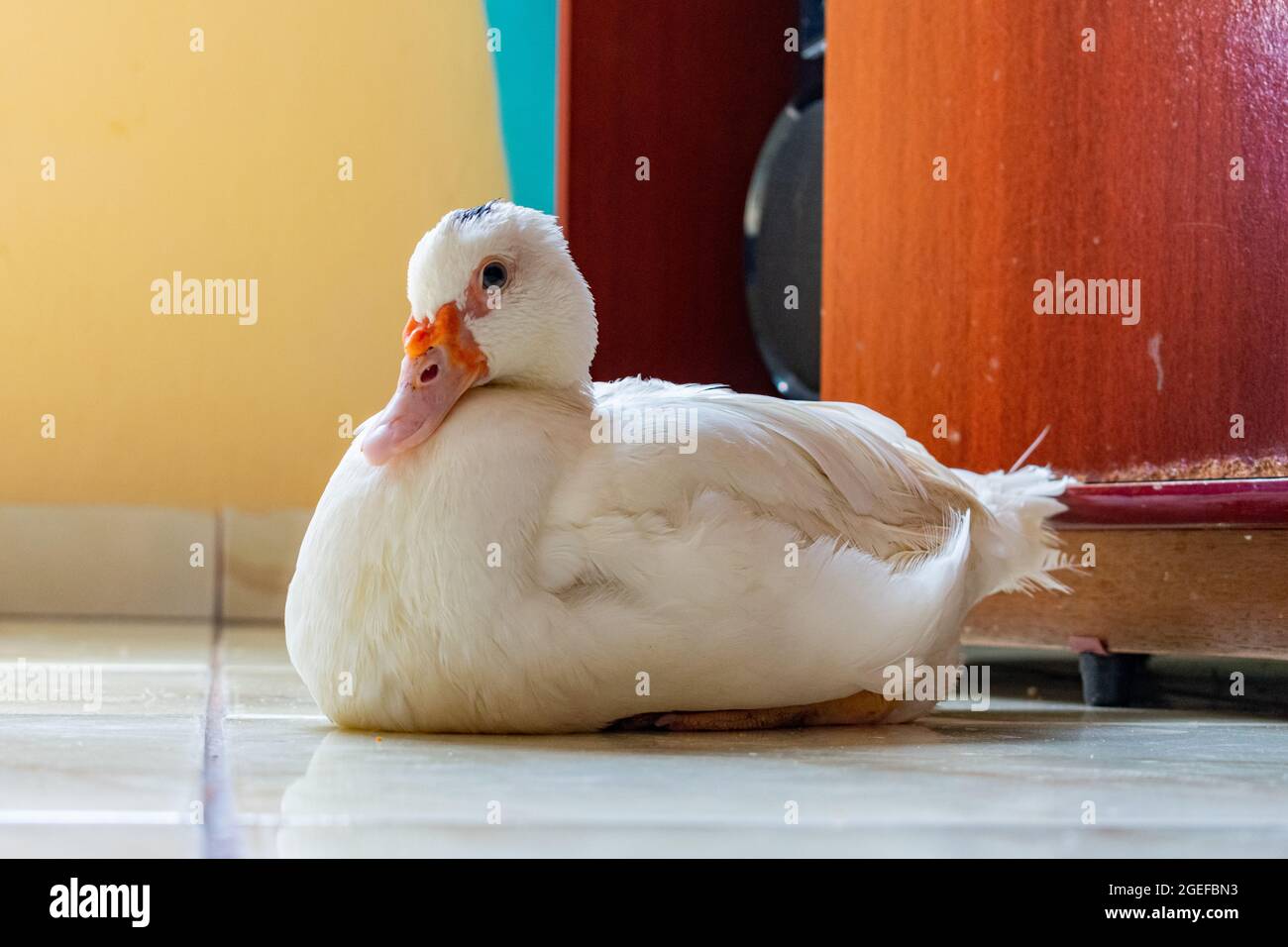 White duck standing close to the camera, domesticated wild animal, with ...