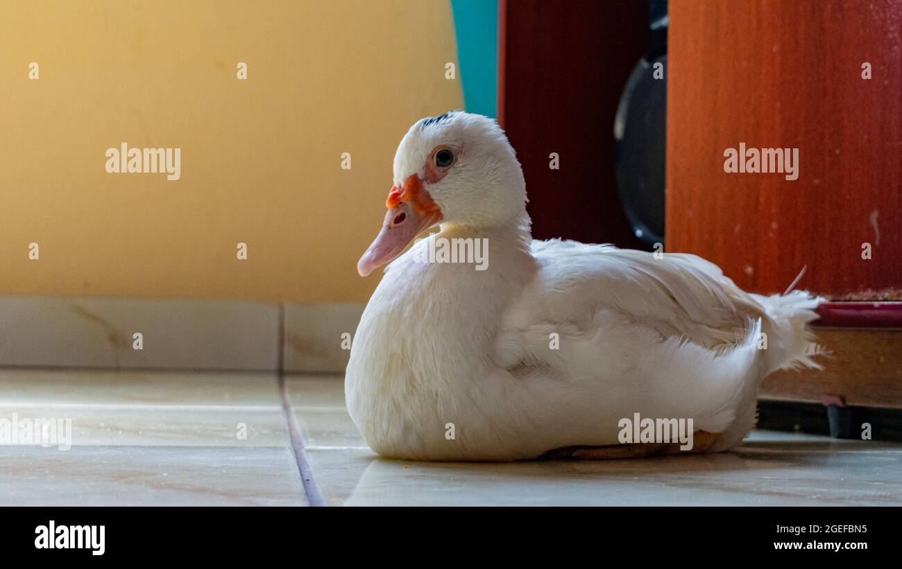 White duck standing close to the camera, domesticated wild animal, with ...