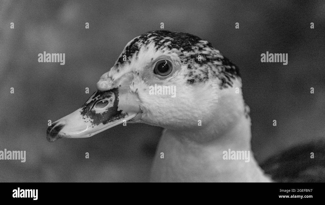 White duck standing close to the camera, domesticated wild animal, with ...