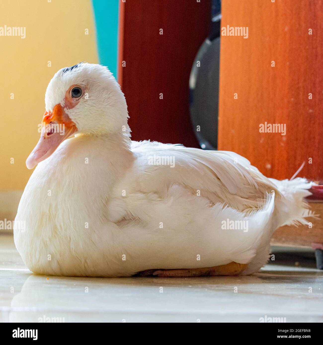 White duck standing close to the camera, domesticated wild animal, with ...