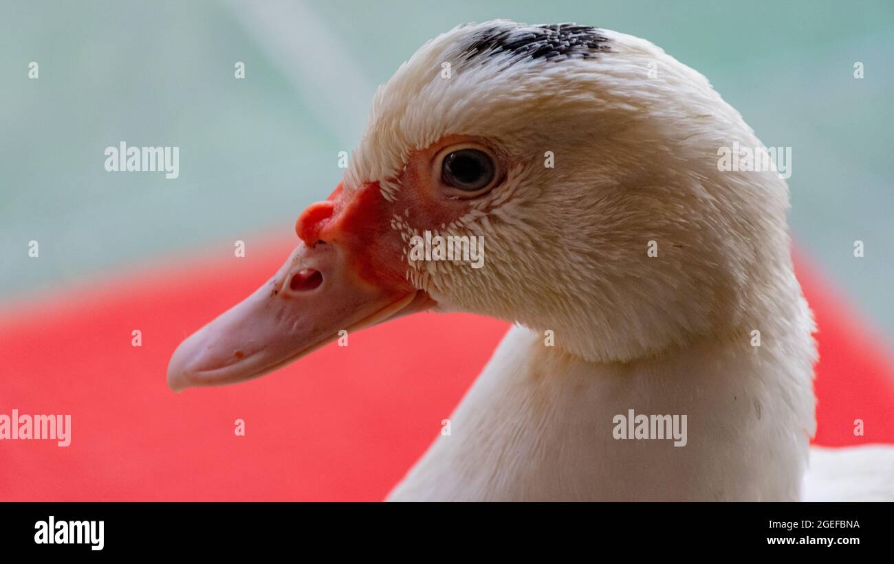 White duck standing close to the camera, domesticated wild animal, with ...
